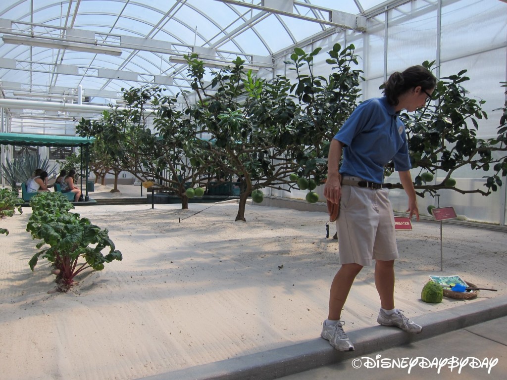 Epcot Behind the Seeds Tour | DisneyDayByDay