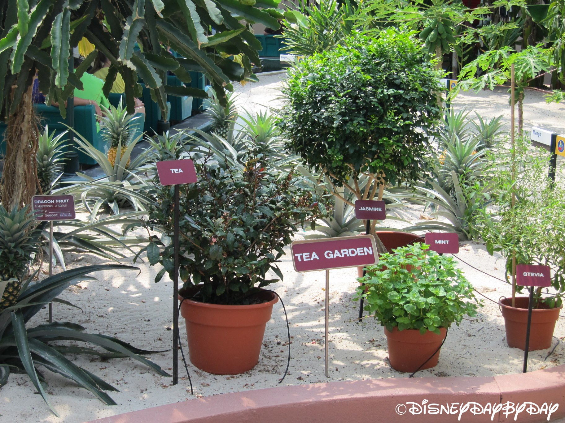 Epcot Behind the Seeds Tour | DisneyDayByDay