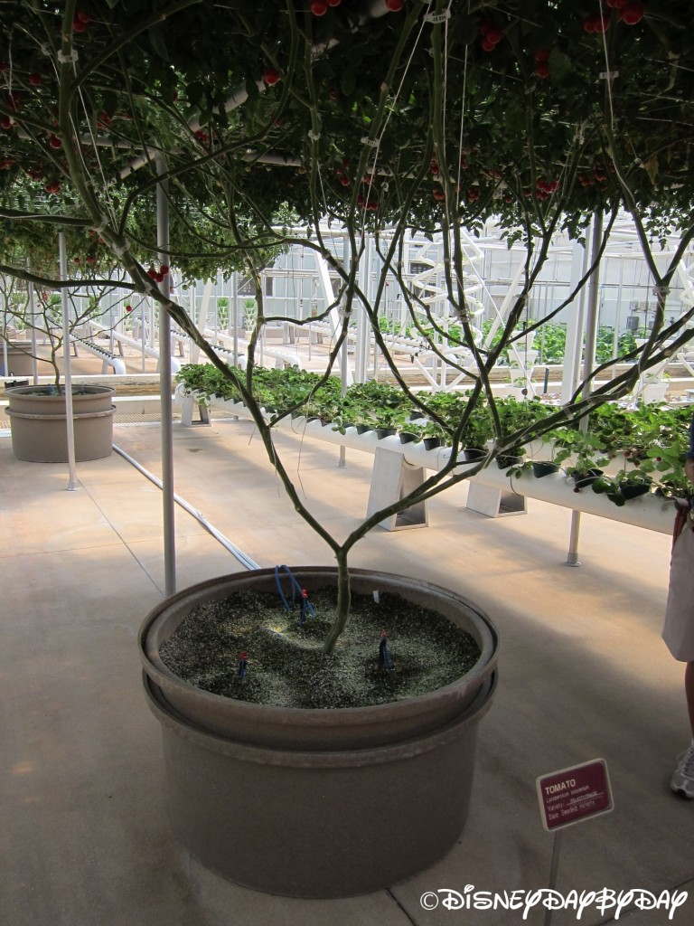 Epcot Behind the Seeds Tour | DisneyDayByDay