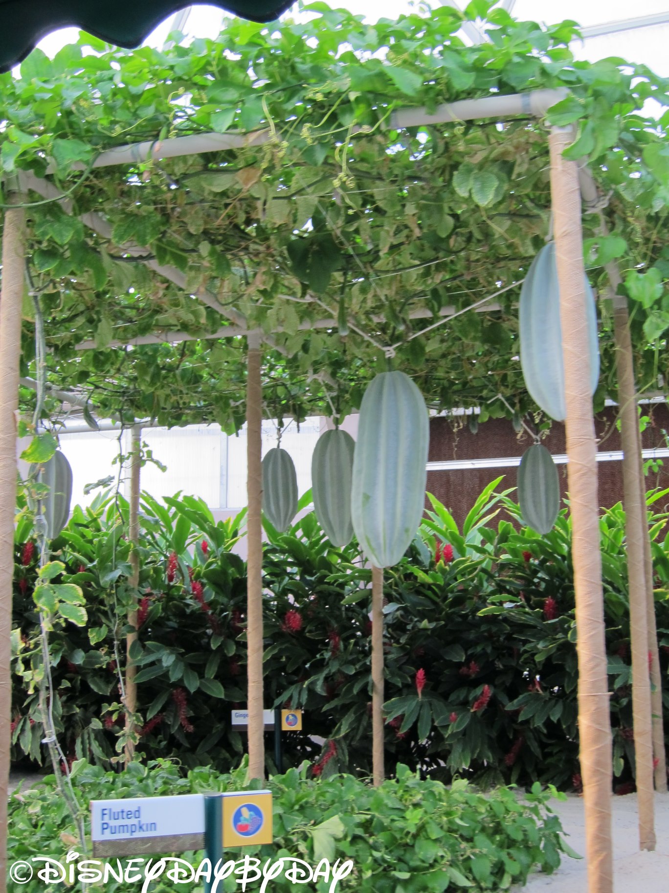 Epcot: Living with the Land | DisneyDayByDay