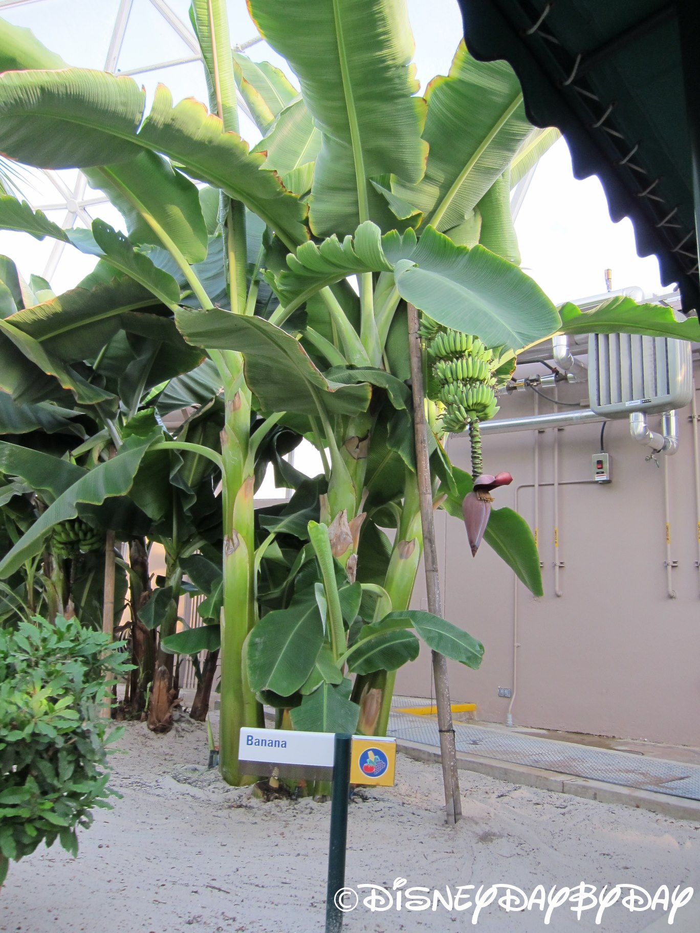 Epcot: Living with the Land | DisneyDayByDay