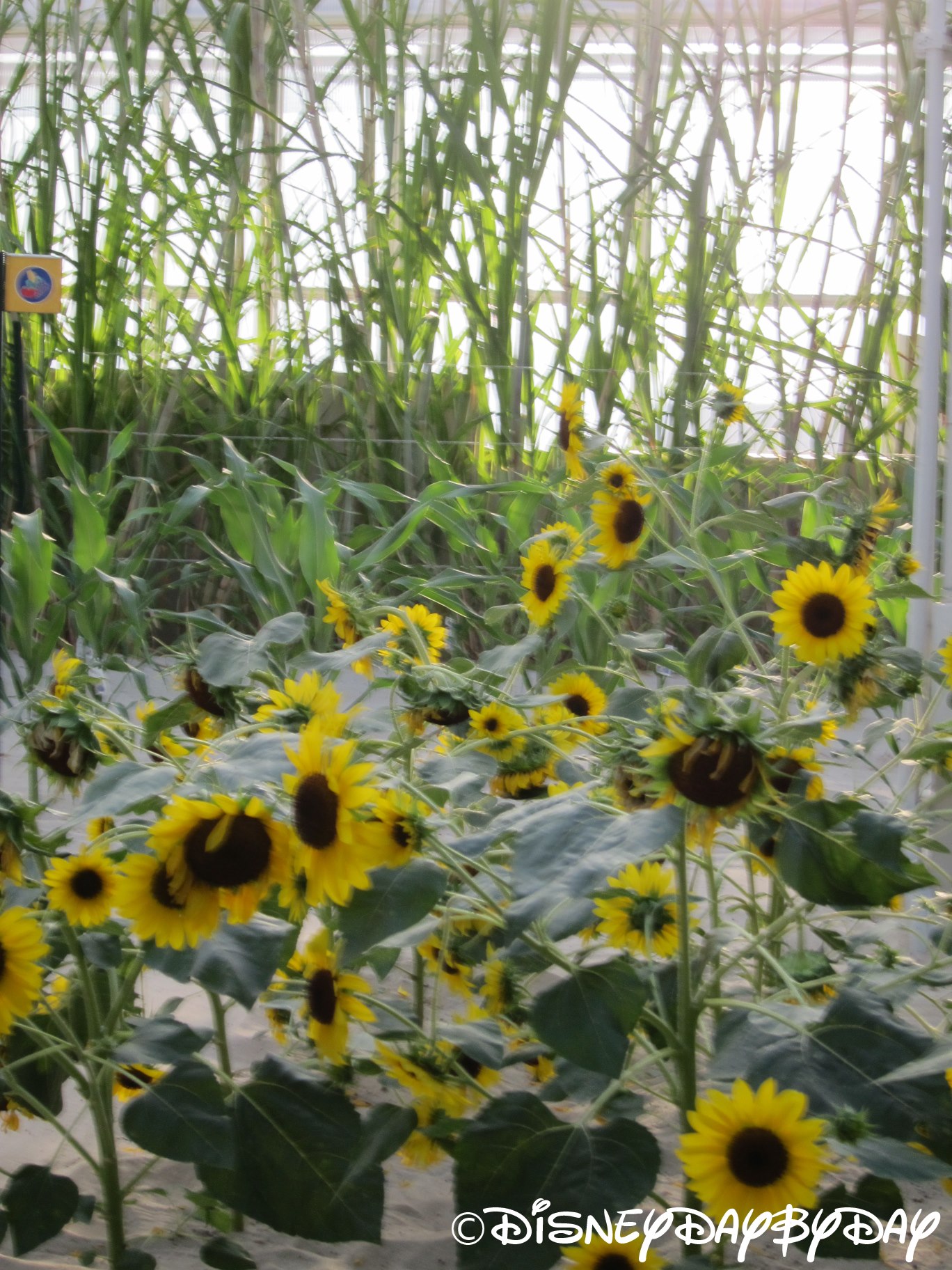 Epcot: Living with the Land | DisneyDayByDay