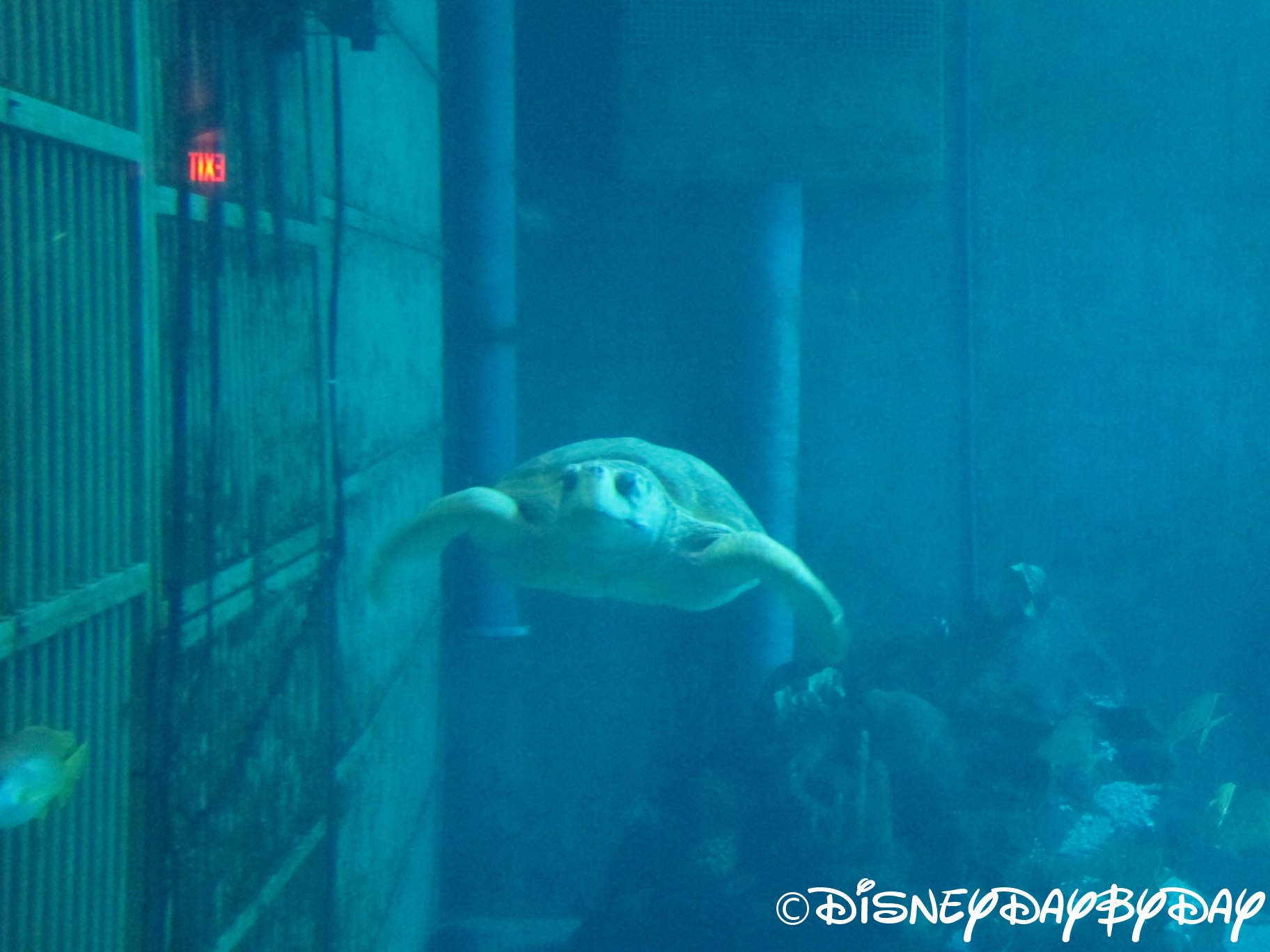 Epcot: The Seas With Nemo & Friends | DisneyDayByDay
