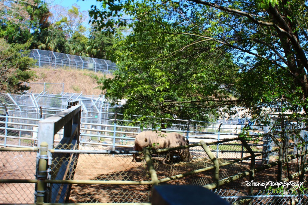 Animal Kingdom: Wildlife Express Train | DisneyDayByDay