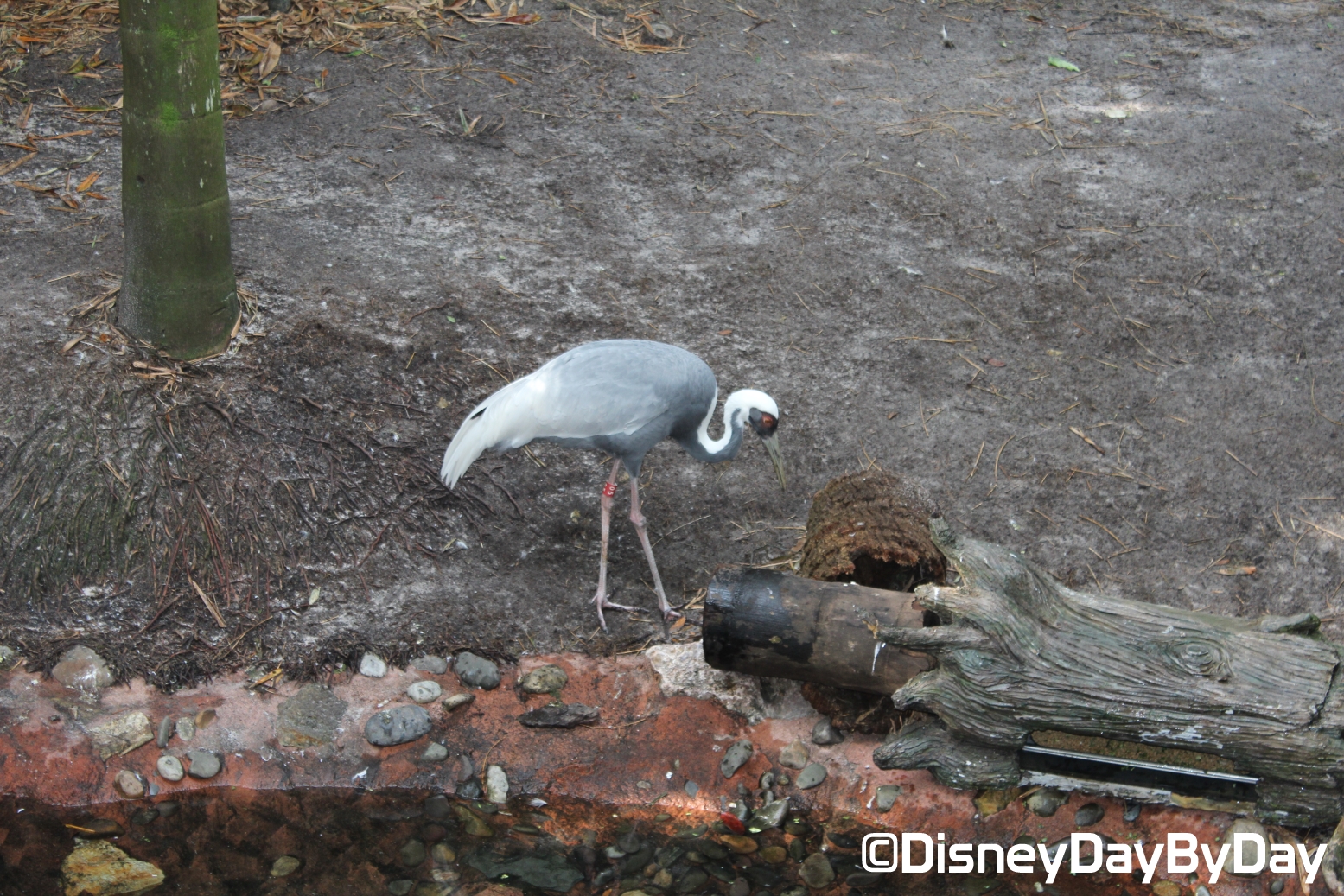 Animal Kingdom – Maharajah Jungle Trek | DisneyDayByDay