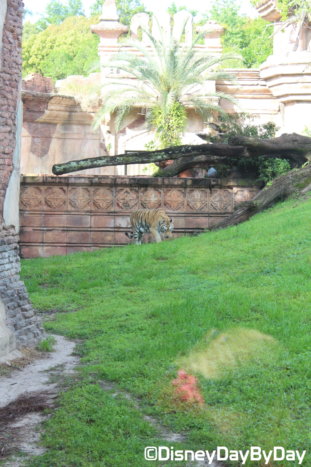 Animal Kingdom – Maharajah Jungle Trek | DisneyDayByDay