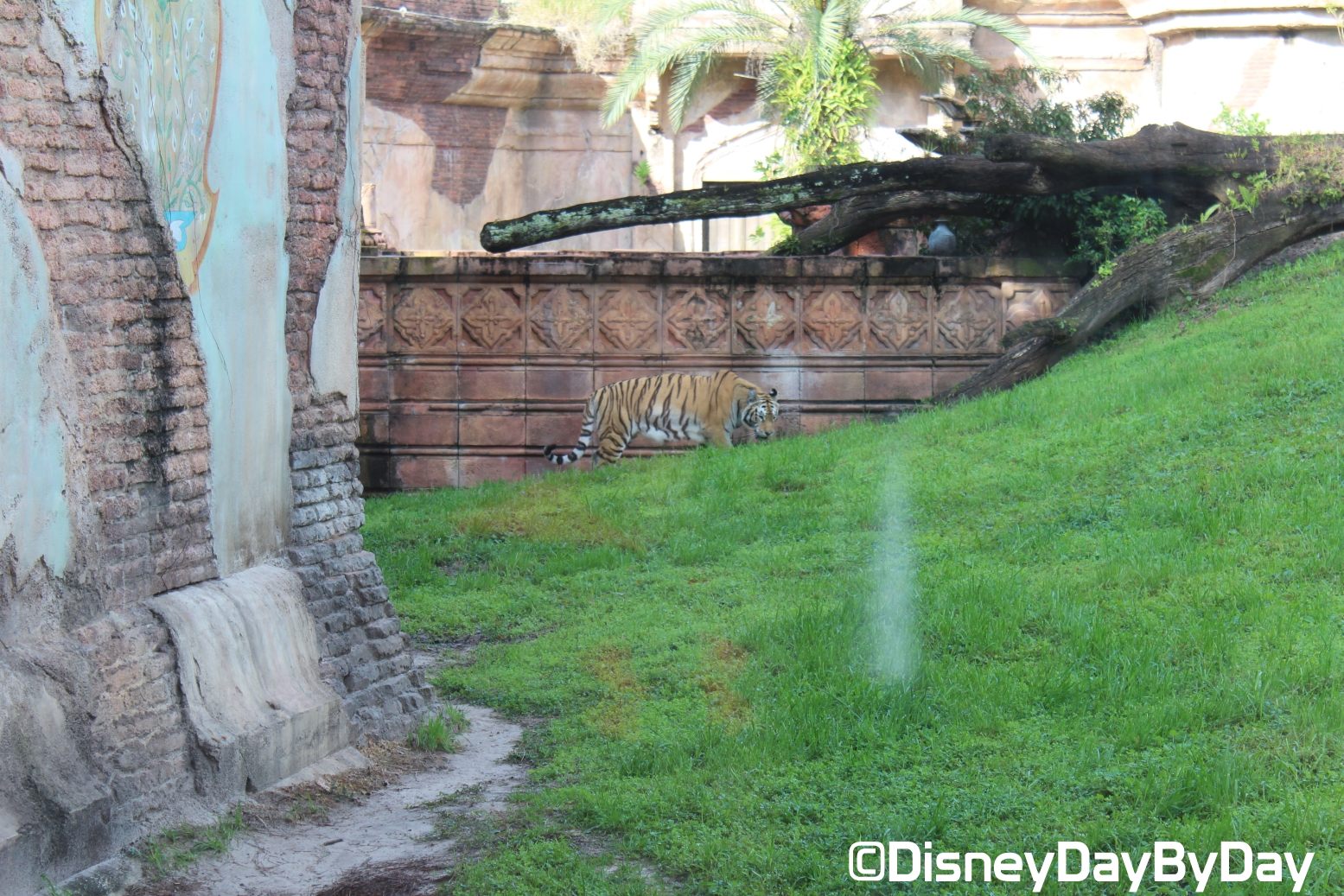 Animal Kingdom – Maharajah Jungle Trek | DisneyDayByDay