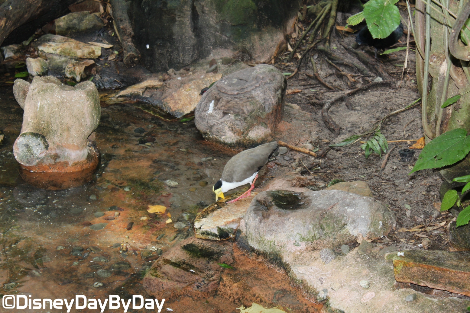 Animal Kingdom – Maharajah Jungle Trek | DisneyDayByDay