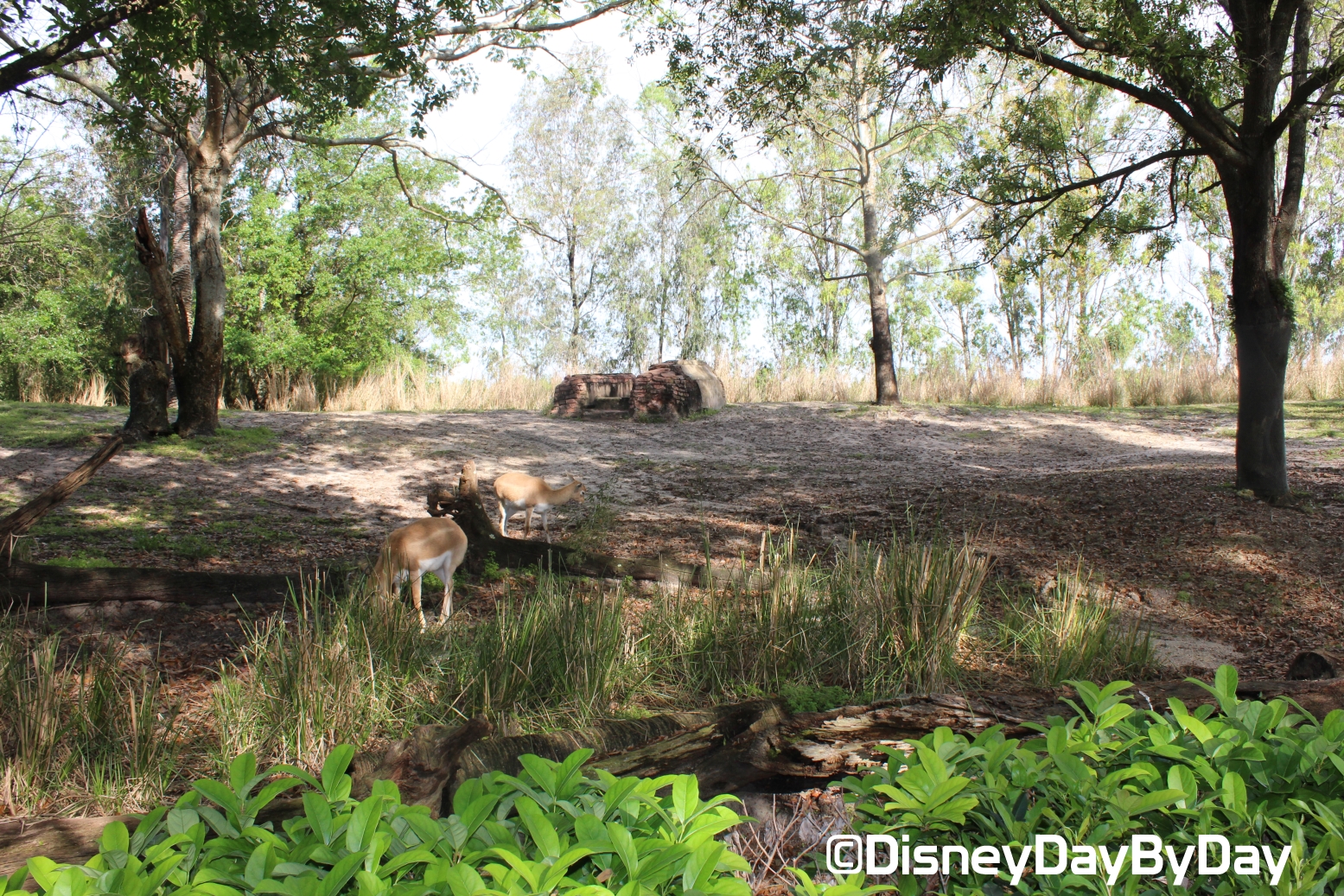 Animal Kingdom – Maharajah Jungle Trek | DisneyDayByDay