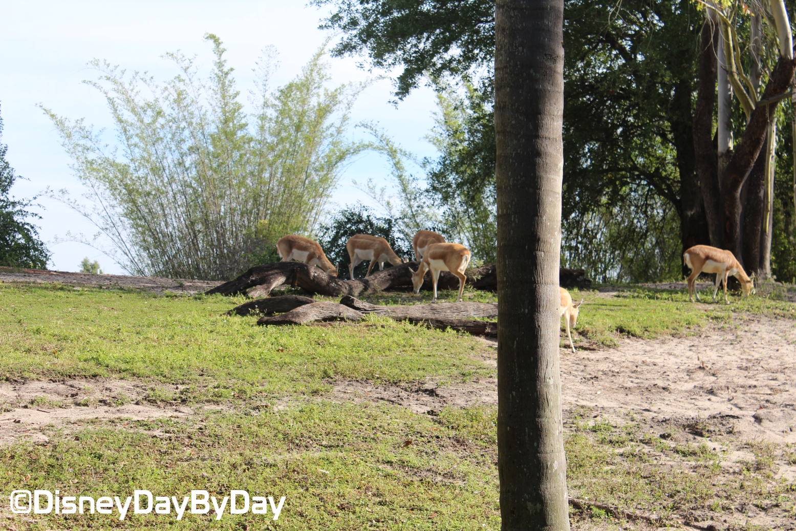 Animal Kingdom – Maharajah Jungle Trek | DisneyDayByDay