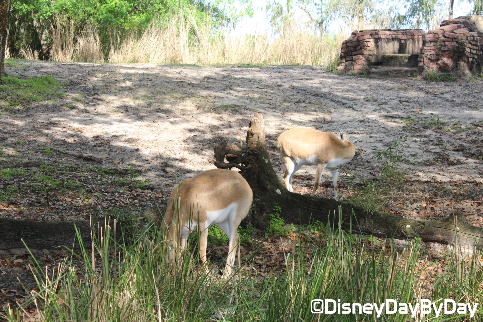 Animal Kingdom – Maharajah Jungle Trek | DisneyDayByDay