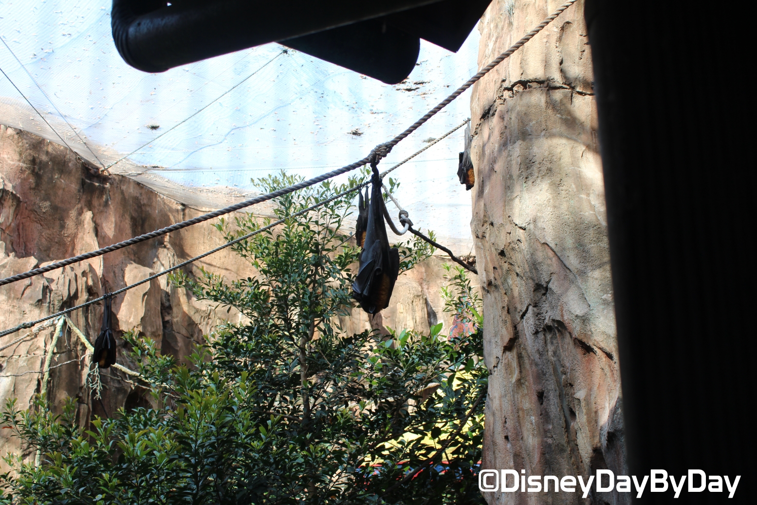 Animal Kingdom – Maharajah Jungle Trek | DisneyDayByDay