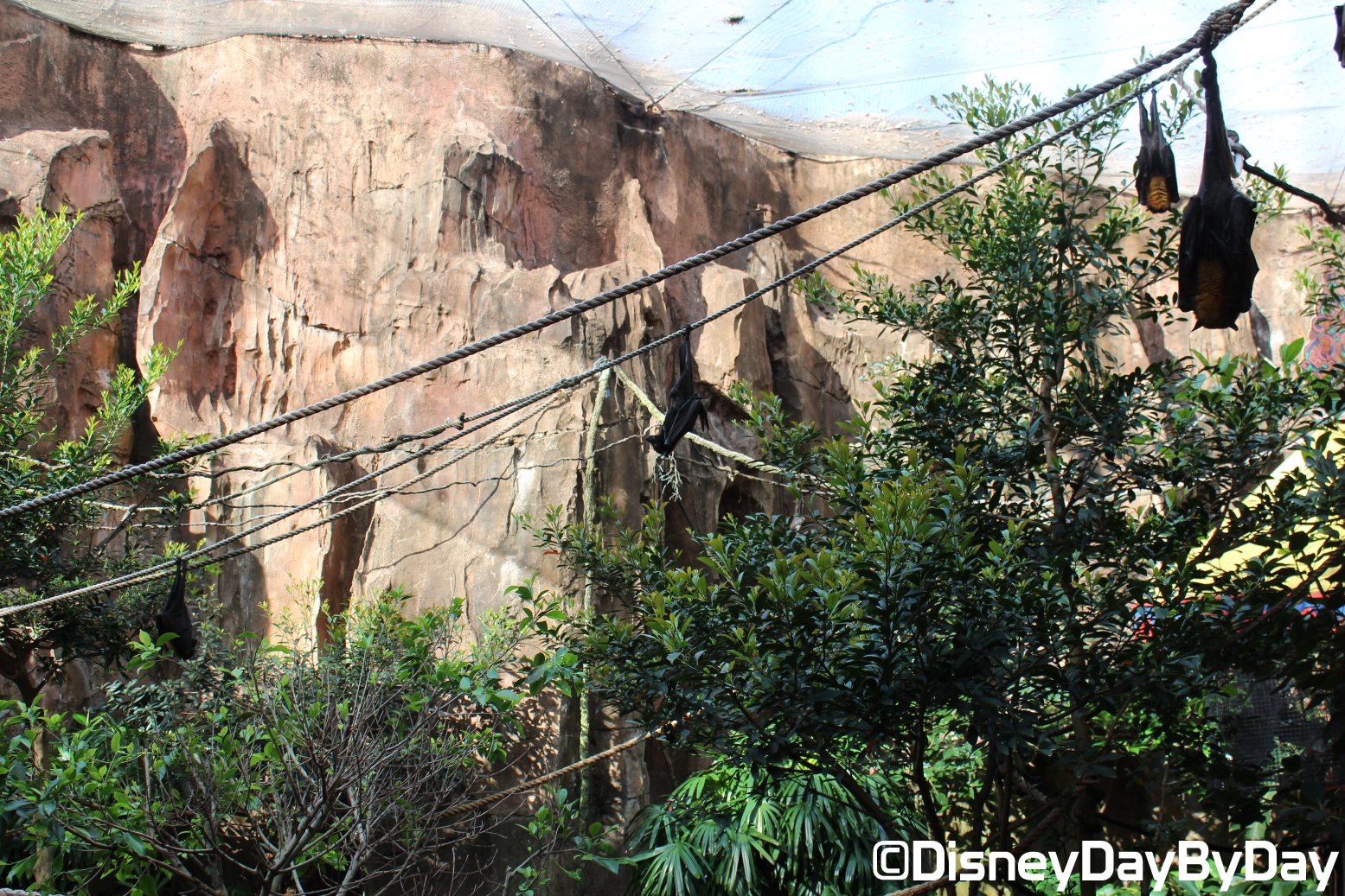 Animal Kingdom – Maharajah Jungle Trek | DisneyDayByDay
