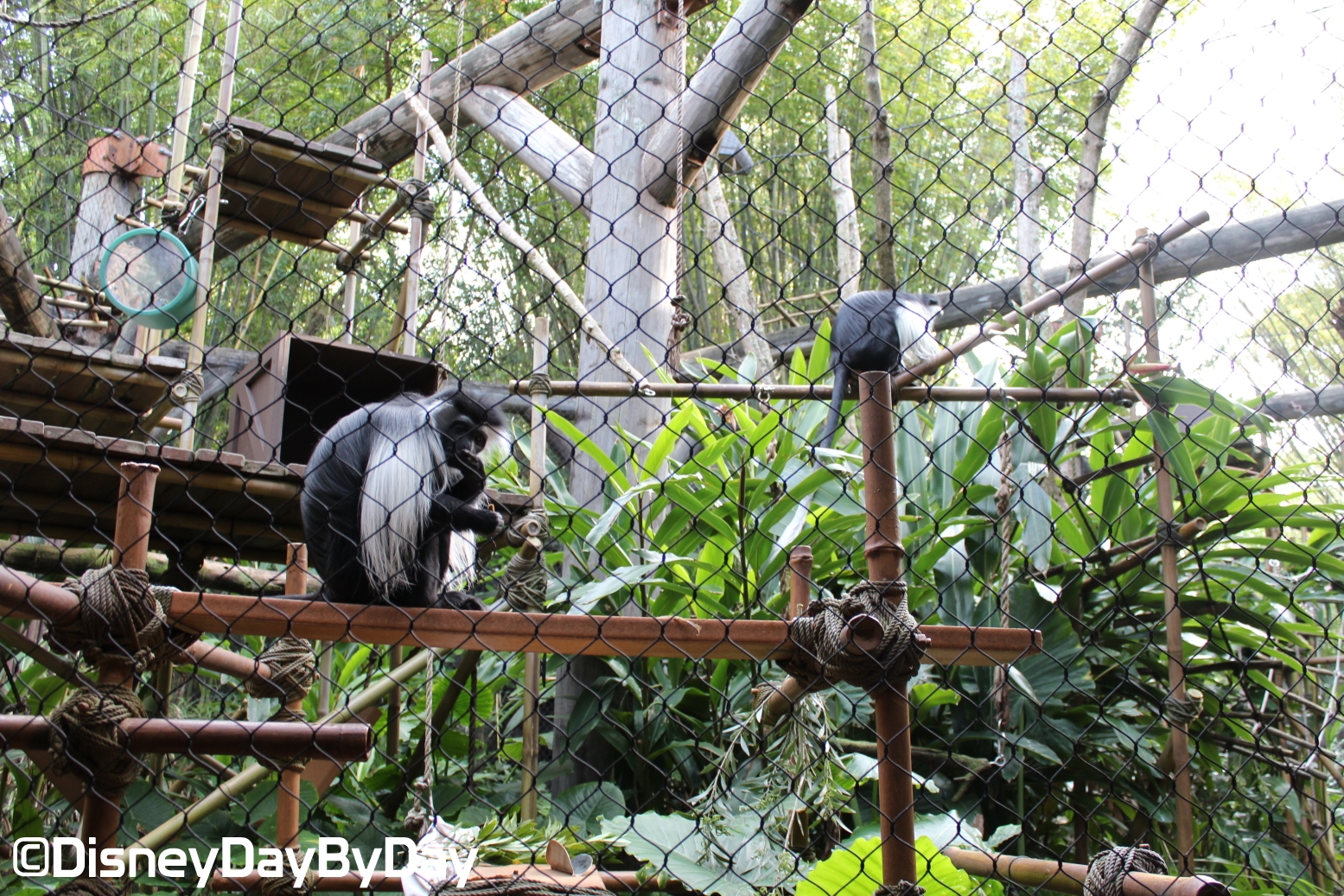 Animal Kingdom – Pangani Forest Exploration Trail | DisneyDayByDay