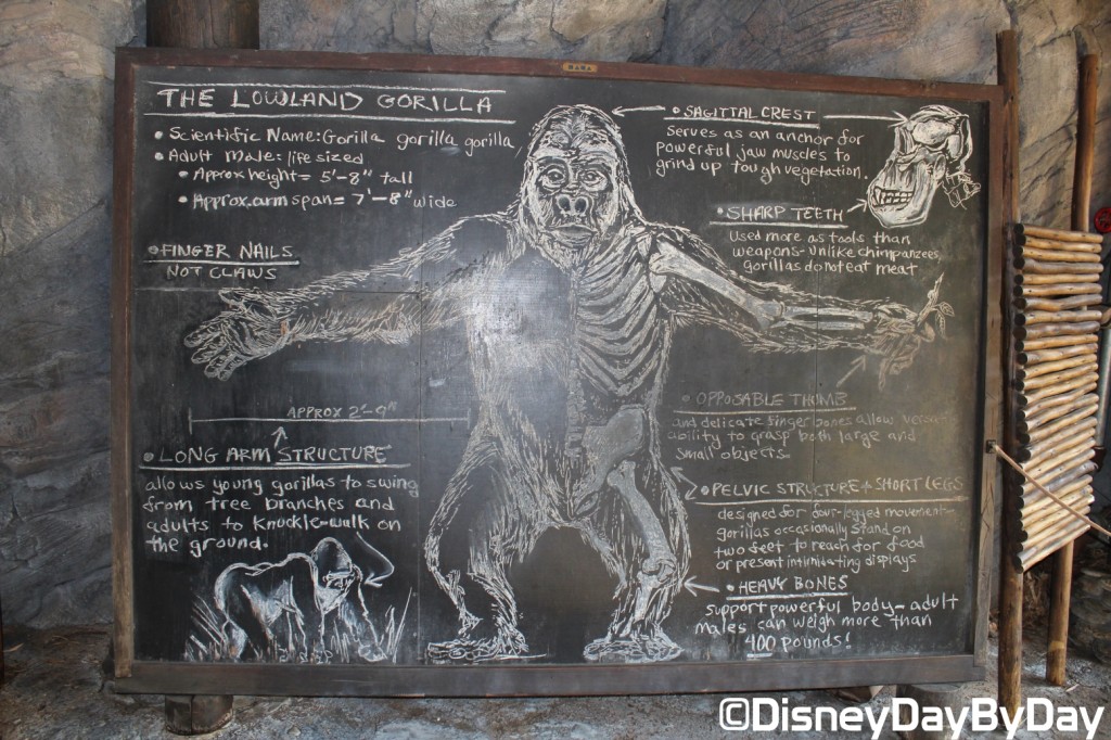 Animal Kingdom – Pangani Forest Exploration Trail | DisneyDayByDay