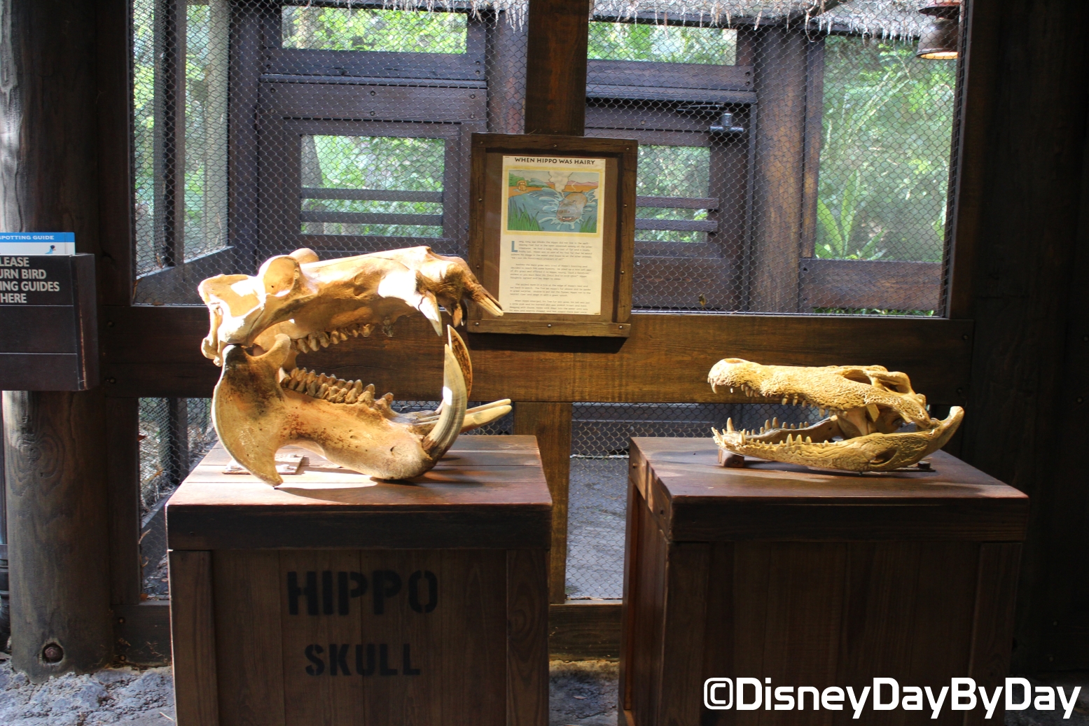 Animal Kingdom – Pangani Forest Exploration Trail | DisneyDayByDay