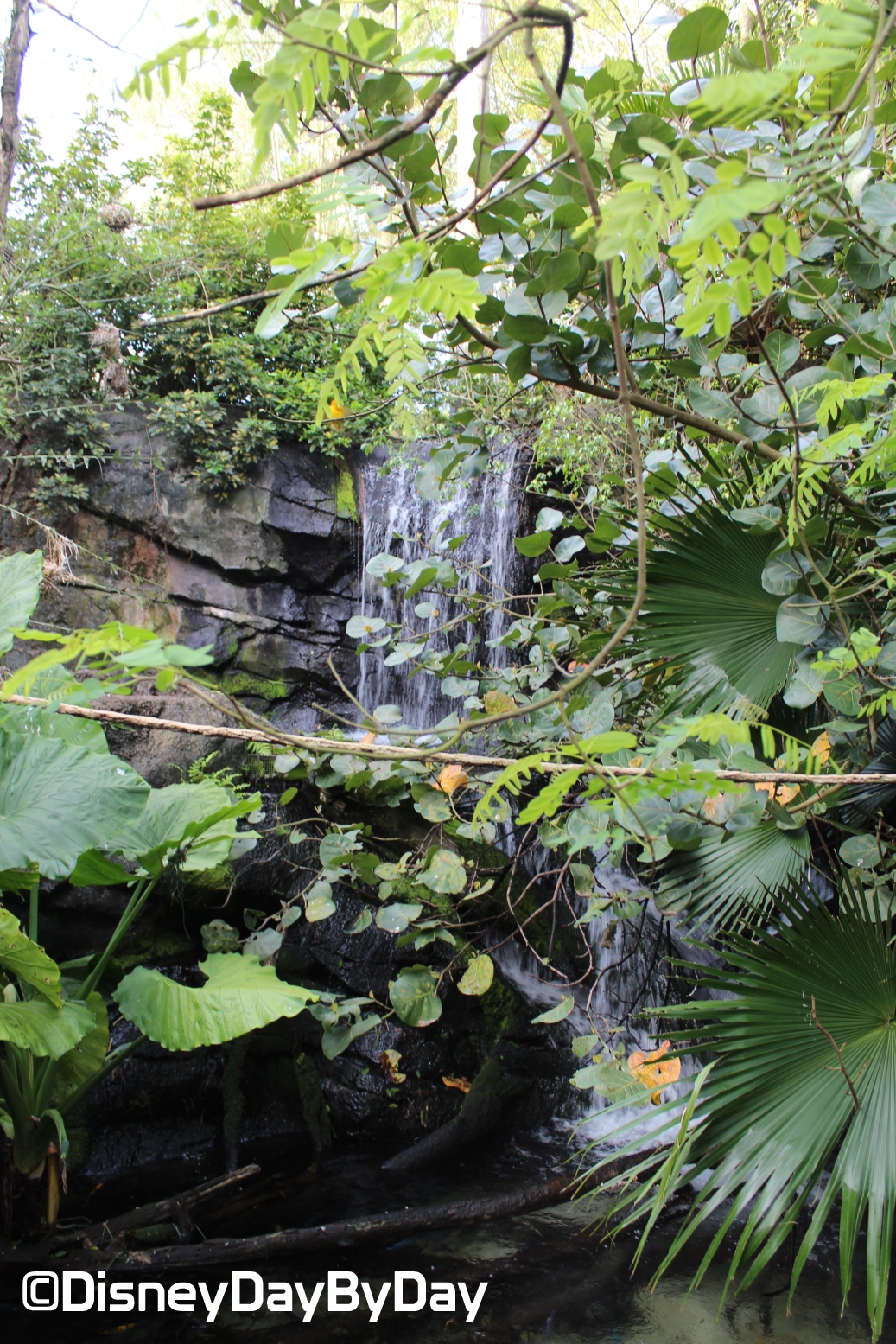 Animal Kingdom – Pangani Forest Exploration Trail | DisneyDayByDay