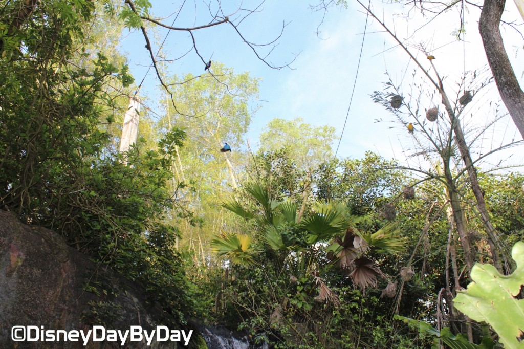 Animal Kingdom – Pangani Forest Exploration Trail | DisneyDayByDay