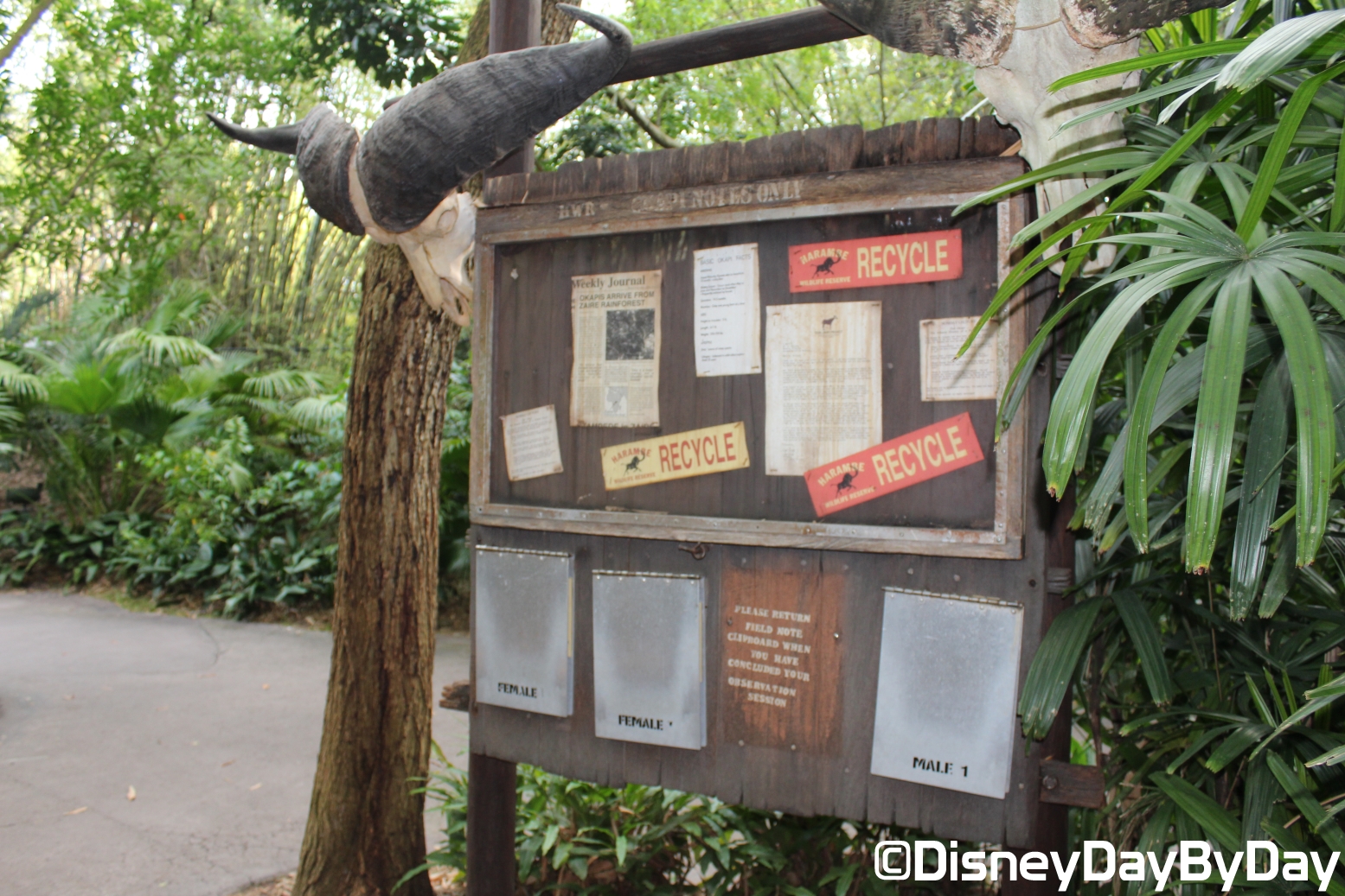 Animal Kingdom – Pangani Forest Exploration Trail | DisneyDayByDay
