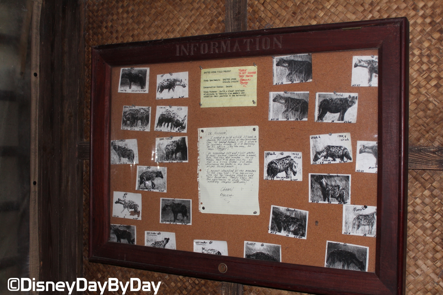 Animal Kingdom – Pangani Forest Exploration Trail | DisneyDayByDay