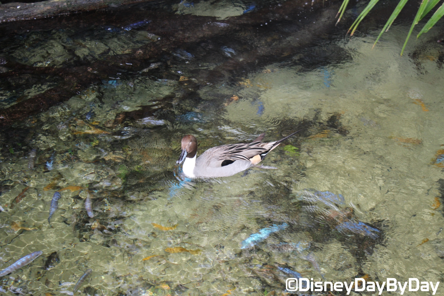 Animal Kingdom – Pangani Forest Exploration Trail | DisneyDayByDay