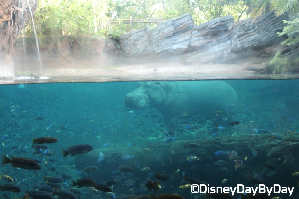 Animal Kingdom – Pangani Forest Exploration Trail | DisneyDayByDay