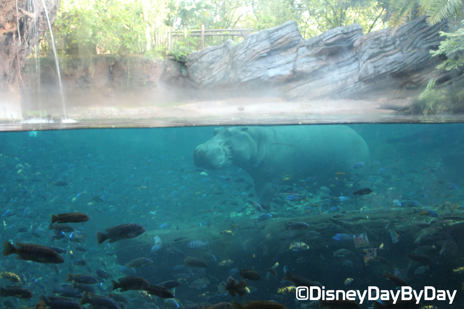 Animal Kingdom – Pangani Forest Exploration Trail | DisneyDayByDay
