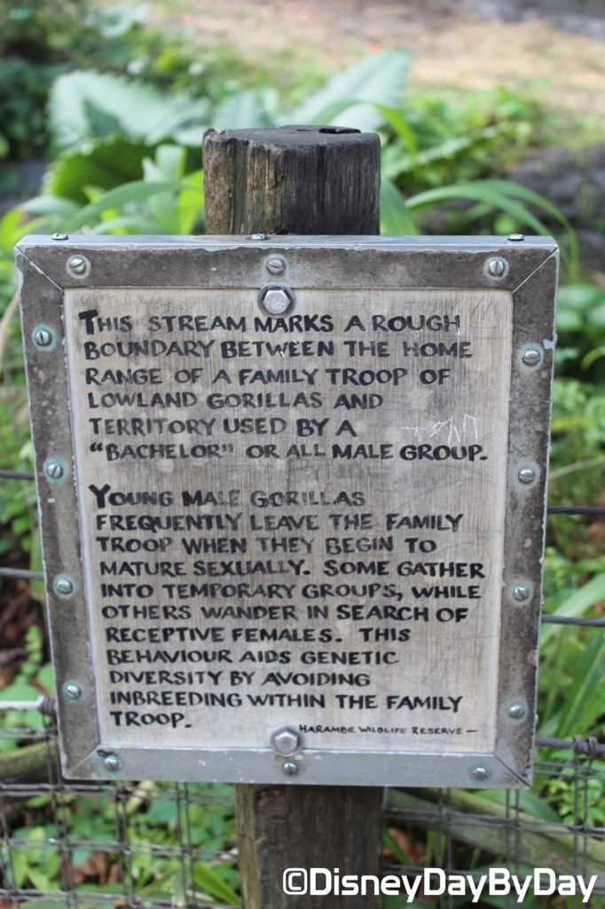 Animal Kingdom – Pangani Forest Exploration Trail | DisneyDayByDay