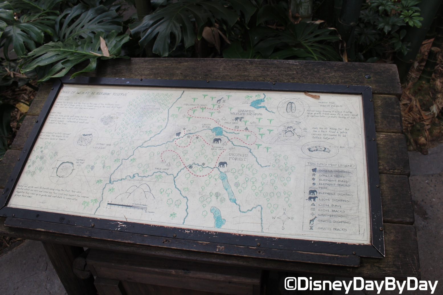 Animal Kingdom – Pangani Forest Exploration Trail | DisneyDayByDay