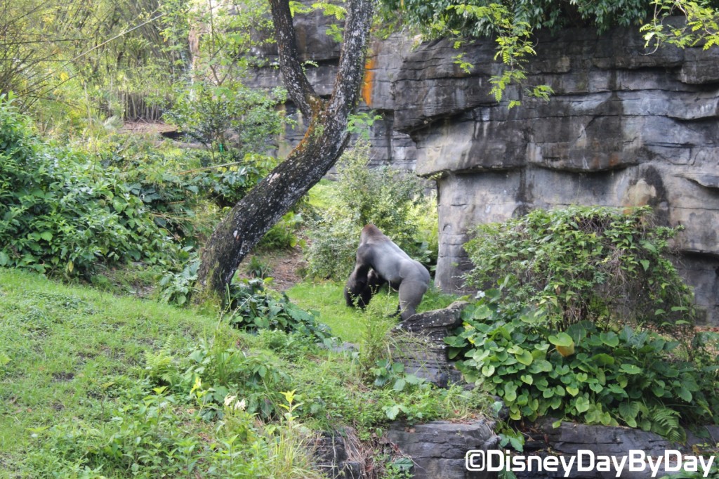 Animal Kingdom – Pangani Forest Exploration Trail | DisneyDayByDay