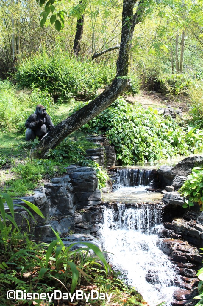 Animal Kingdom – Pangani Forest Exploration Trail | DisneyDayByDay