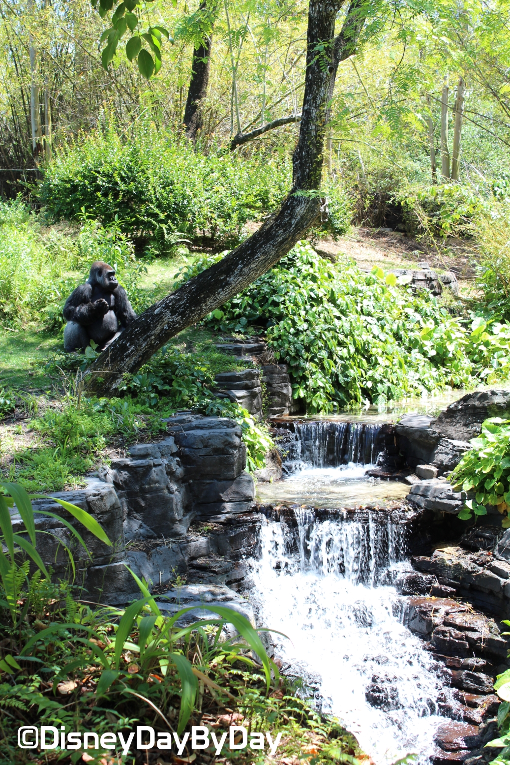 Animal Kingdom – Pangani Forest Exploration Trail | DisneyDayByDay