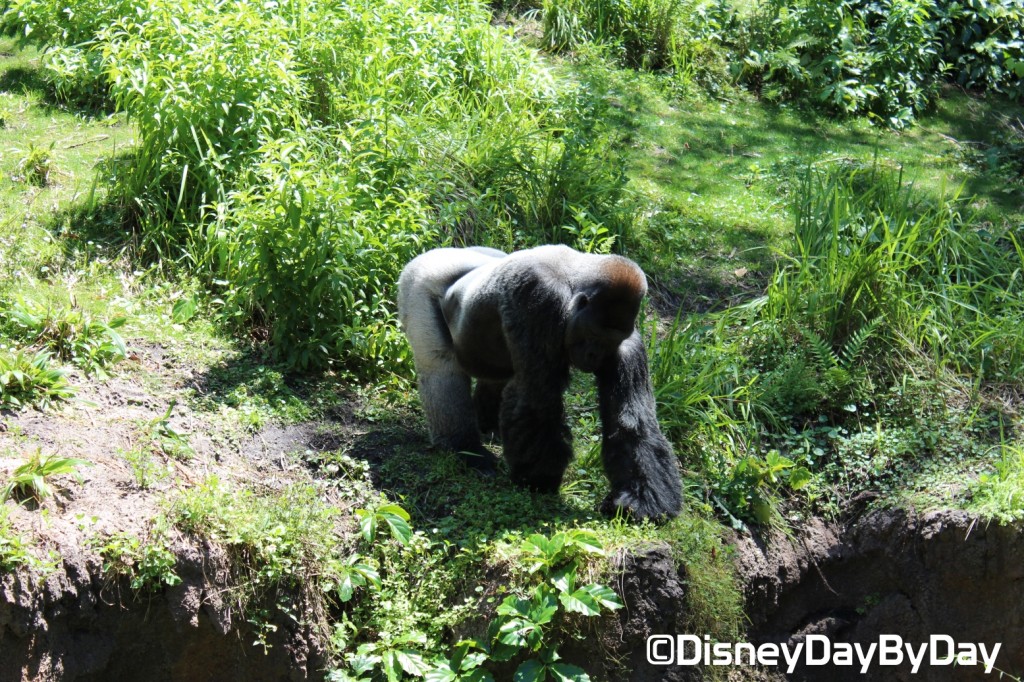 Animal Kingdom – Pangani Forest Exploration Trail | DisneyDayByDay
