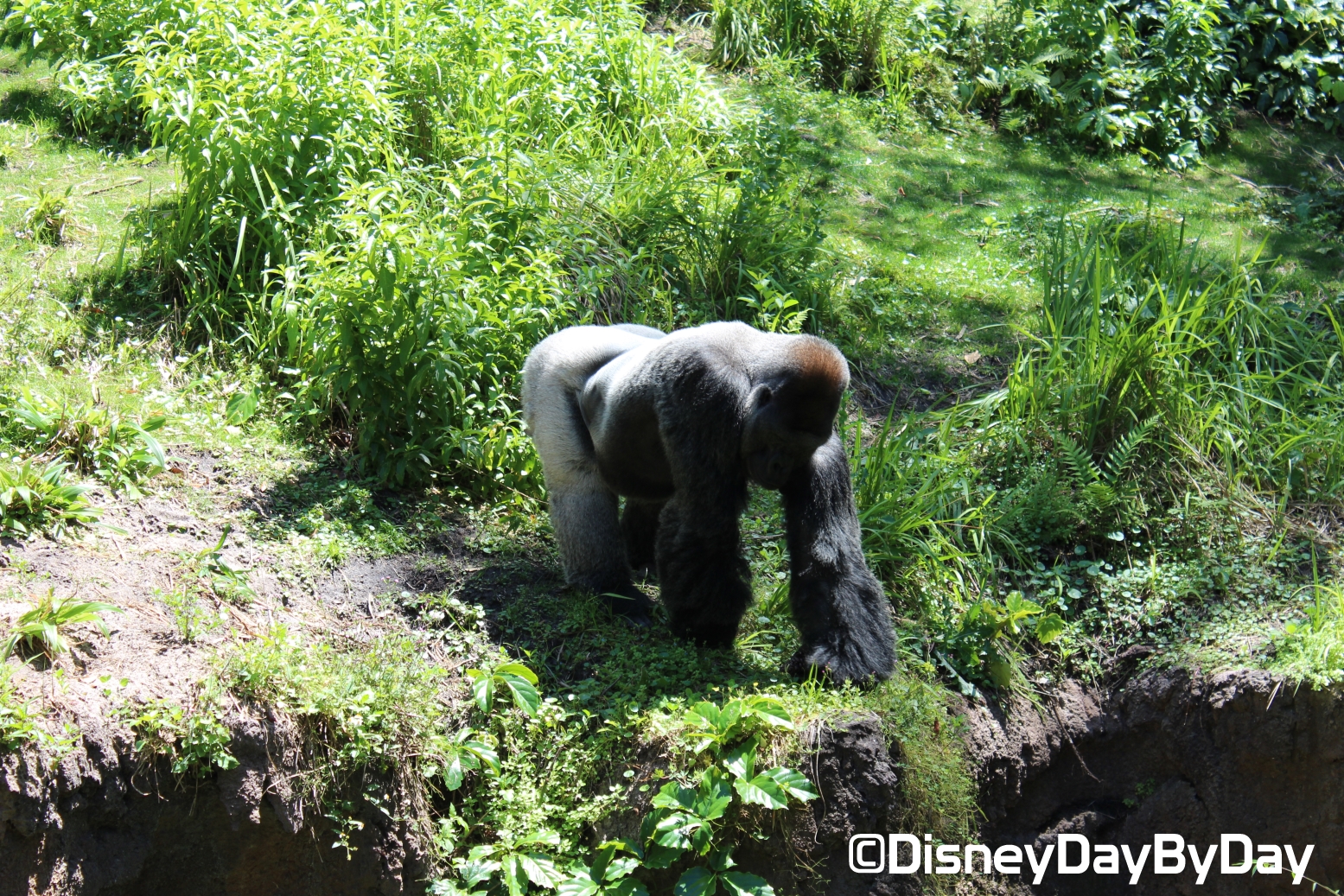 Animal Kingdom – Pangani Forest Exploration Trail | DisneyDayByDay