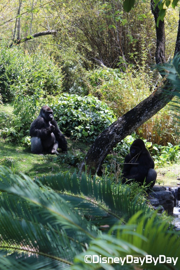 Animal Kingdom – Pangani Forest Exploration Trail | DisneyDayByDay