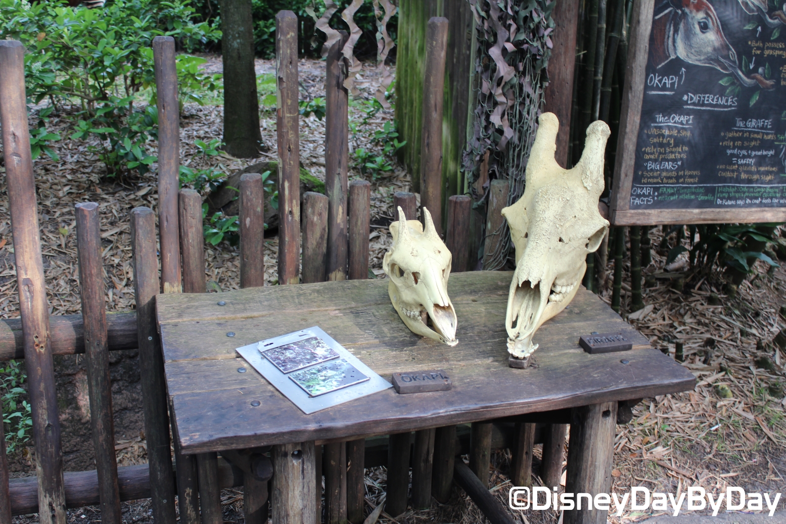 Animal Kingdom – Pangani Forest Exploration Trail | DisneyDayByDay