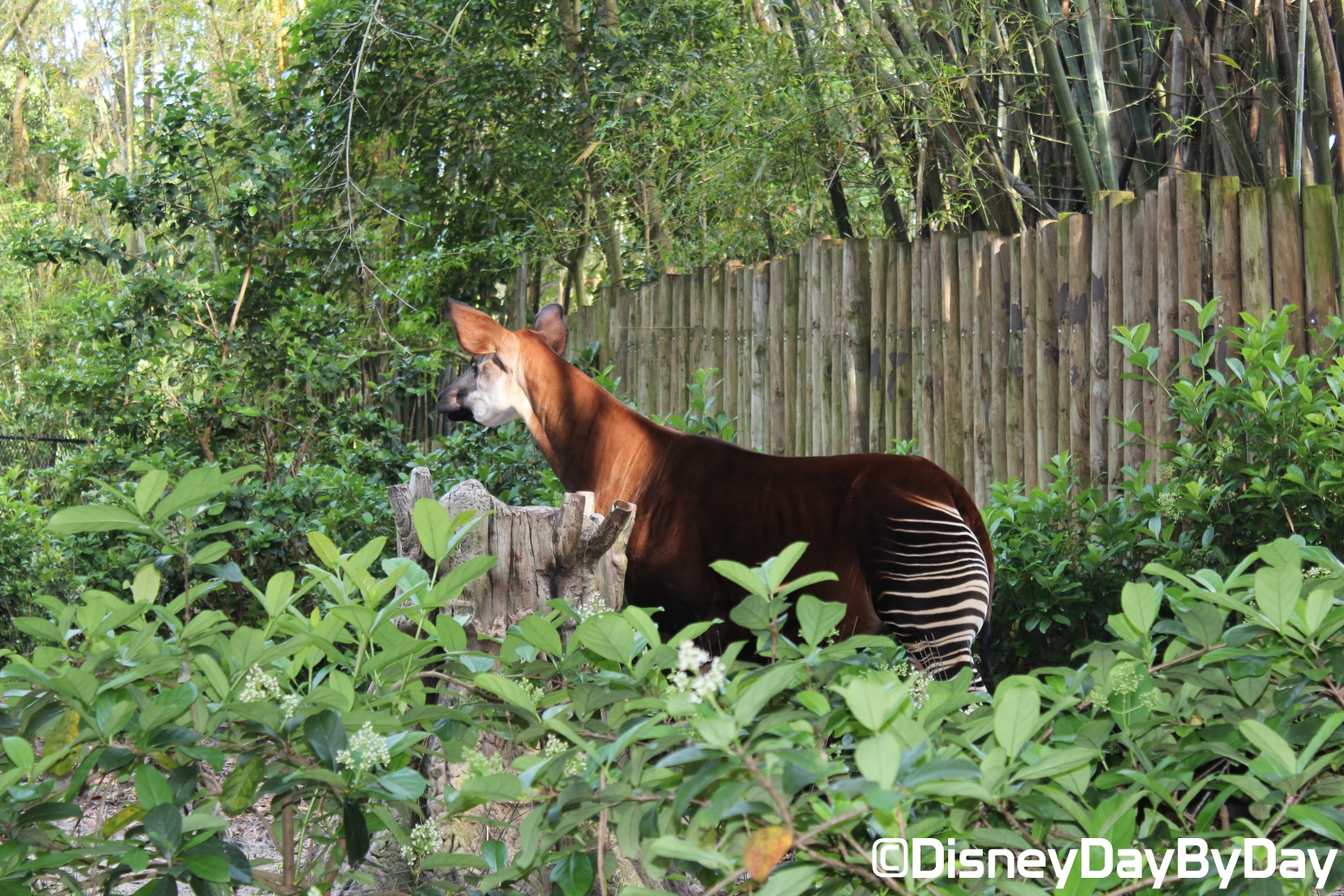 Animal Kingdom – Pangani Forest Exploration Trail | DisneyDayByDay