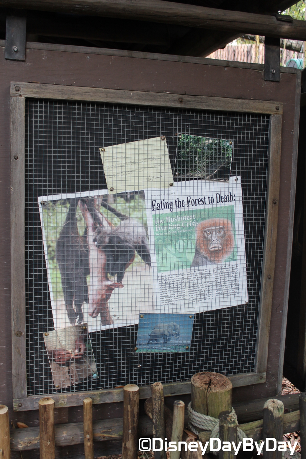 Animal Kingdom – Pangani Forest Exploration Trail | DisneyDayByDay