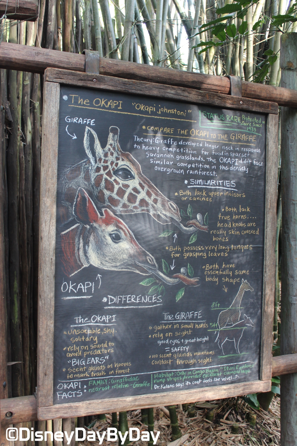 Animal Kingdom – Pangani Forest Exploration Trail | DisneyDayByDay
